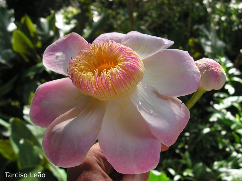 Gustavia augusta (Biodiversidad de la Universidad De Los Llanos - Sede ...