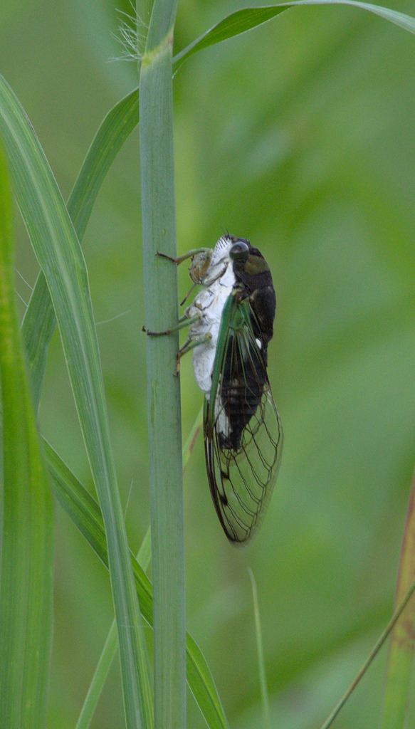 Swamp Cicada (Arthropods of Appalachia) · iNaturalist