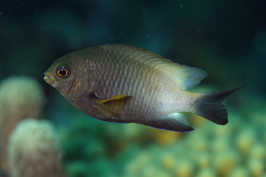 Beaugregory Damselfish
