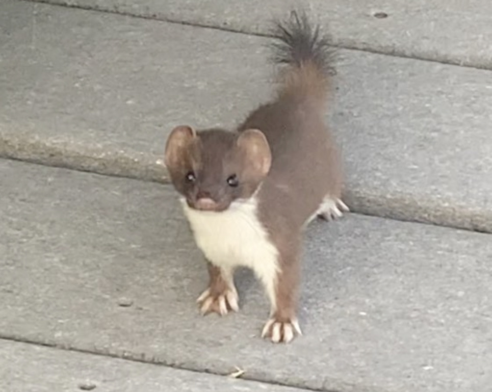 American Ermine from Jefferson, Richmond Hill, ON, CA on June 22, 2020 ...