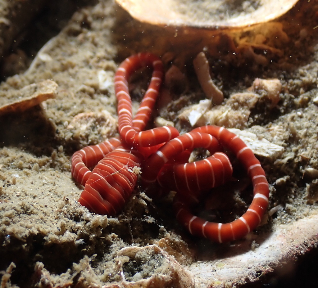 Tubulanus albocinctus from Three Tree on July 27, 2021 at 07:51 PM by ...