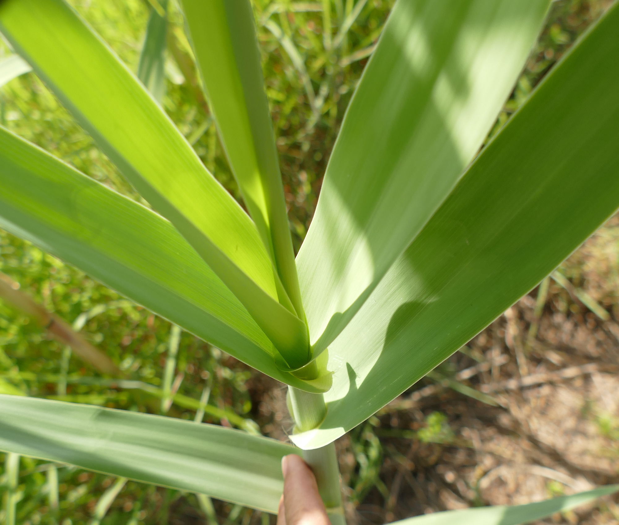 Arundo Donax Dmt Extraction