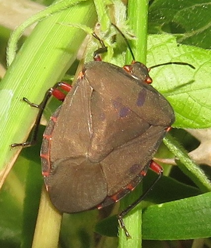 Género Caura · iNaturalist Mexico
