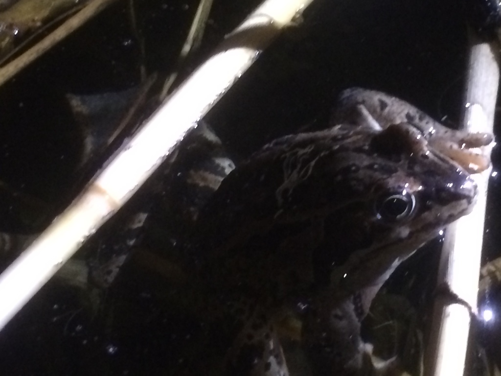 Taurus Frog from Armenia, , Armenia, AM on April 1, 2018 at 08:05 PM by ...