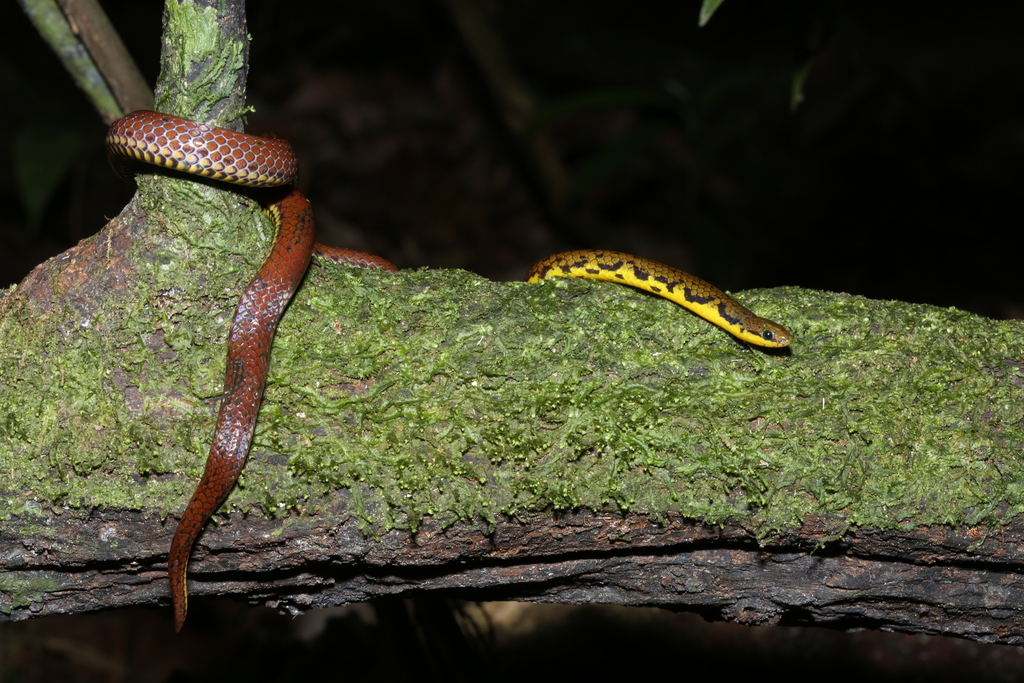 Calamaria grabowskyi (6th 蛇年大吉 part 1) · iNaturalist