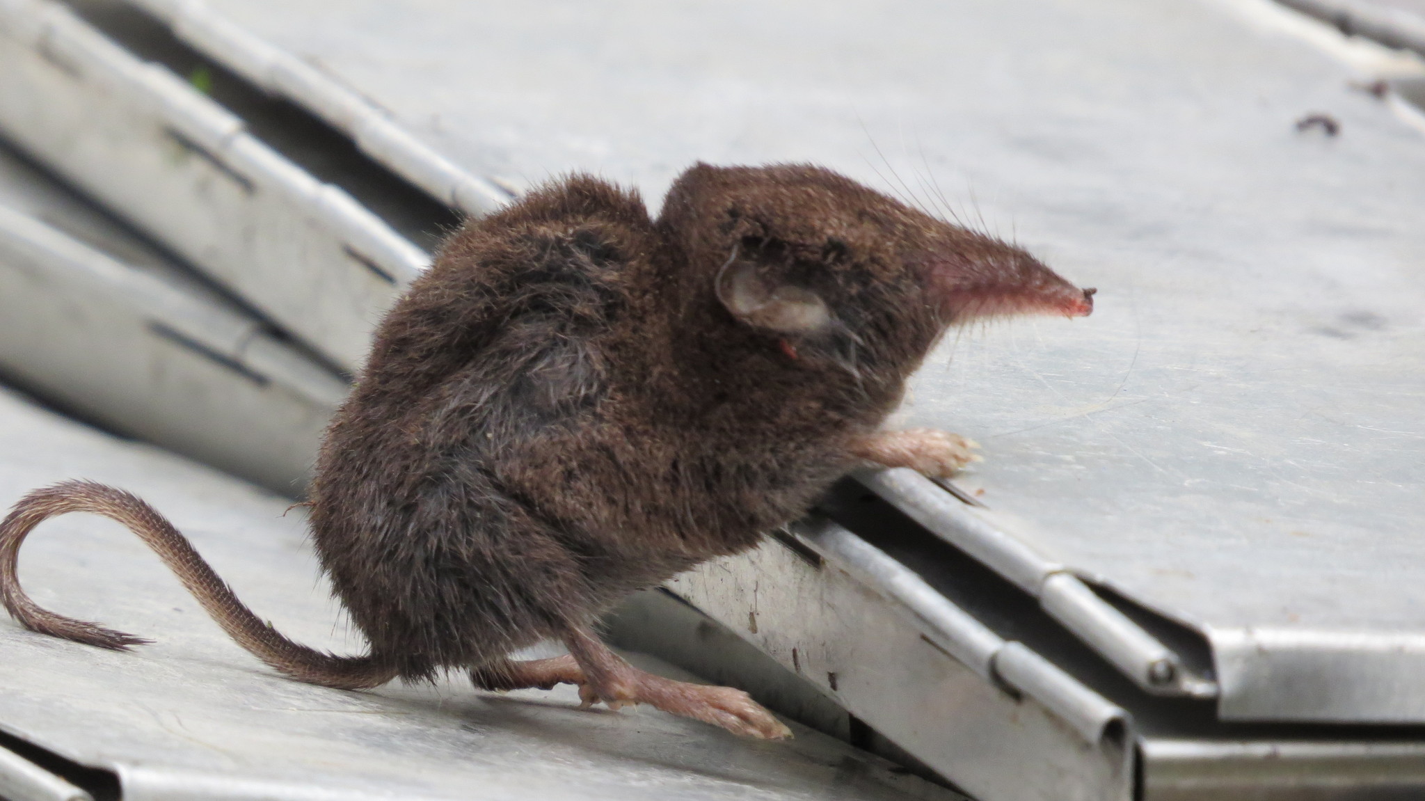 Sorex saussurei Merriam, 1892