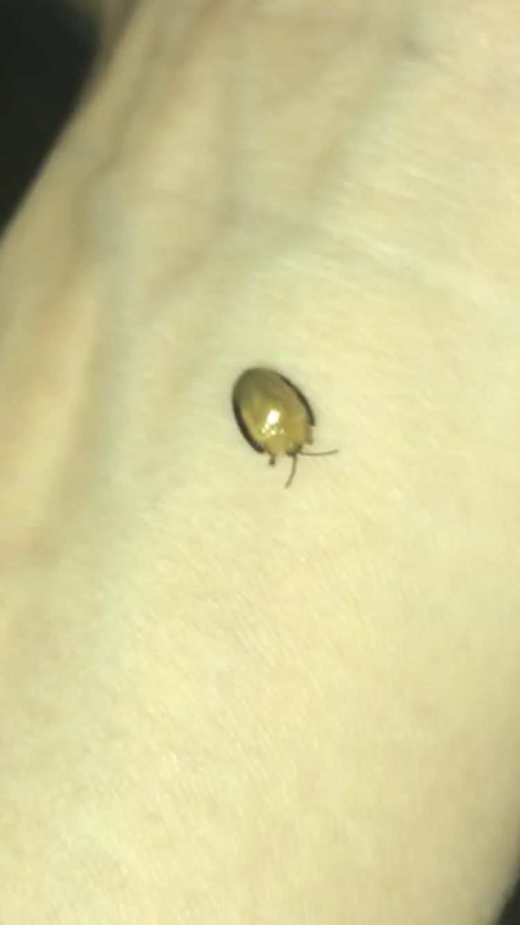 Calyptocephala marginipennis Boheman, 1850