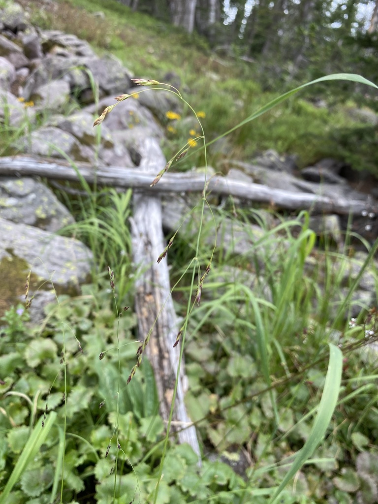 Nodding Bluegrass from Summit County, US-UT, US on July 28, 2021 at 02: ...