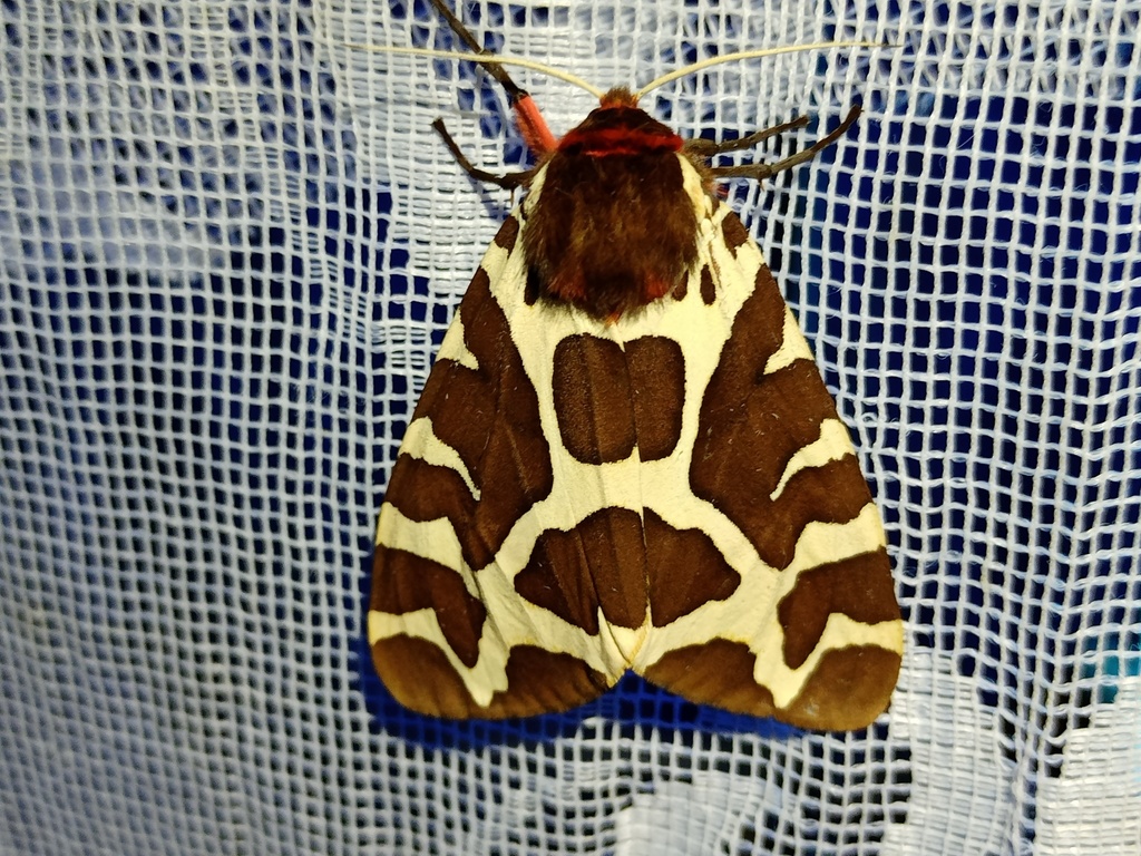 Garden Tiger from Doksy, Česko on July 28, 2021 at 11:18 PM by mnauky ...