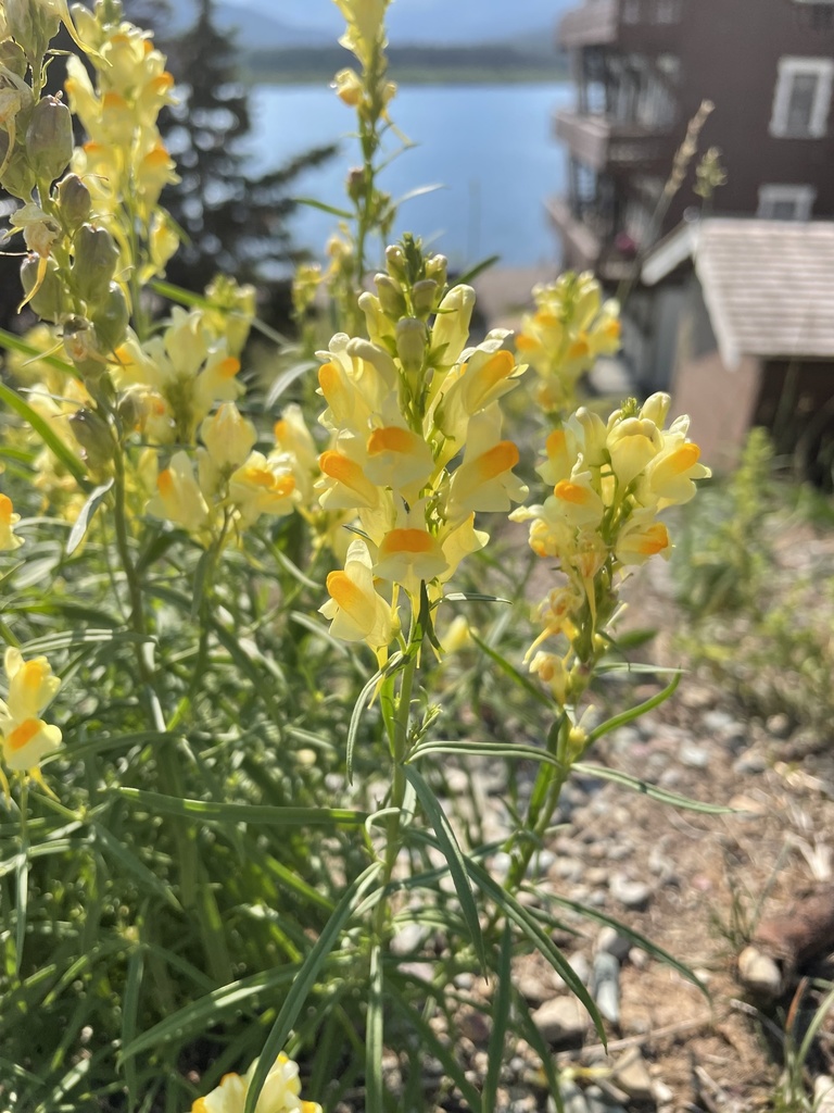common toadflax from Glacier National Park, Babb, MT, US on July 28 ...