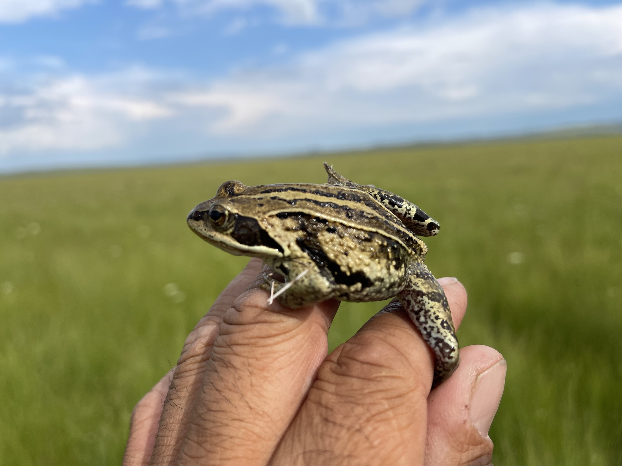 Rana amurensis Boulenger, 1886