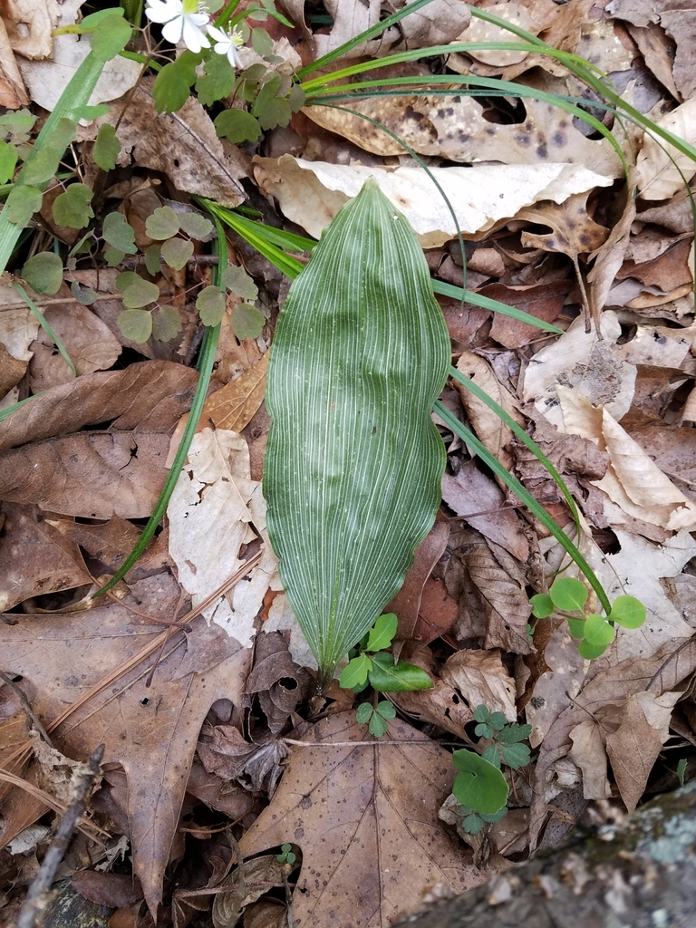 putty root in March 2018 by karenandphillip · iNaturalist