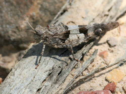 Subspecies Acrotylus longipes longipes · iNaturalist