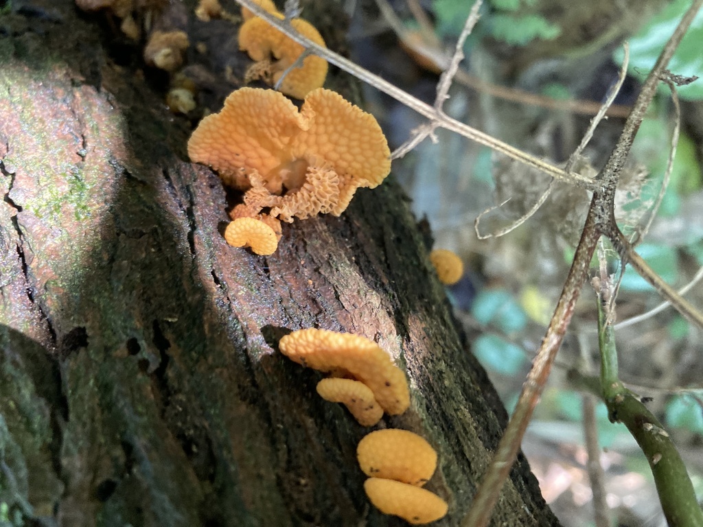orange pore fungus from Turriff Crescent, Kenepuru, Wellington, NZ on ...
