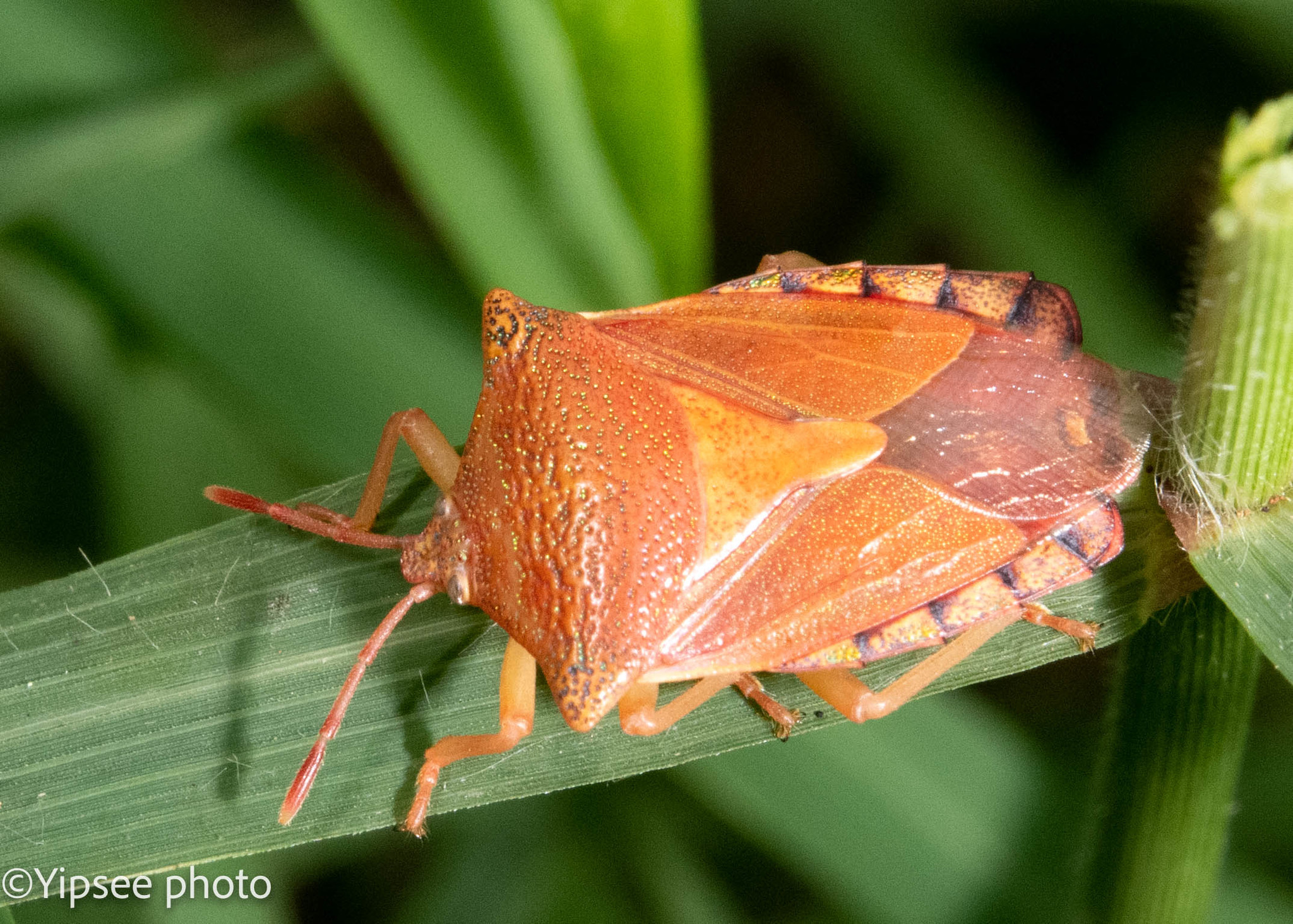 Pygoplatys Dallas, 1851