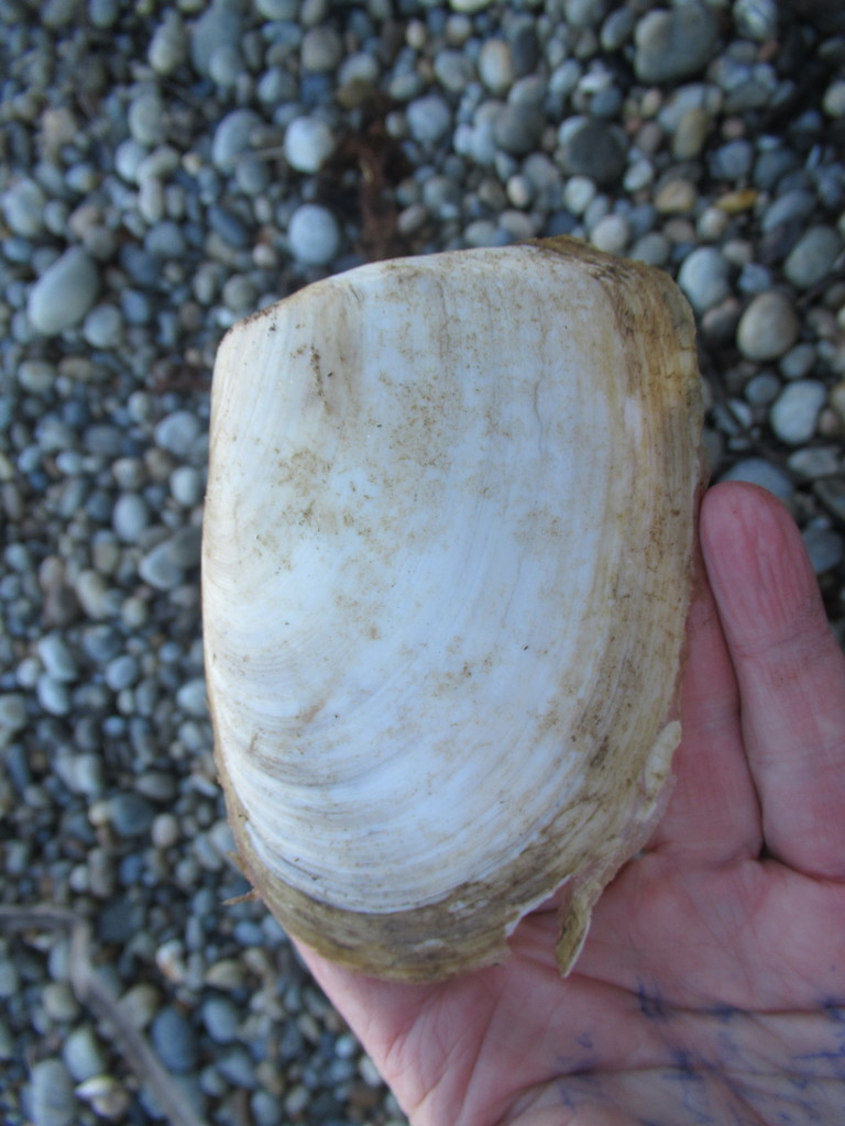 Paphies ventricosa from Southland, New Zealand on July 29, 2021 at 01: ...