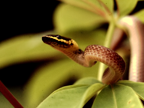 Yellow-collared Wolf Snake (Lycodon flavicollis) · iNaturalist