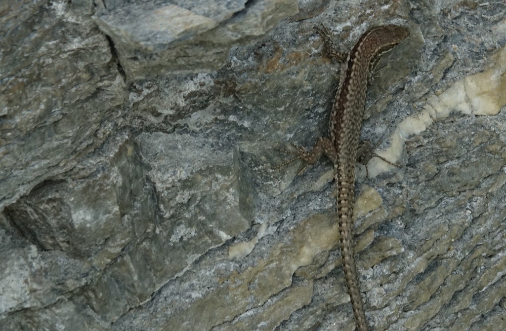 Common Wall Lizard in July 2021 by Luca Maurino · iNaturalist