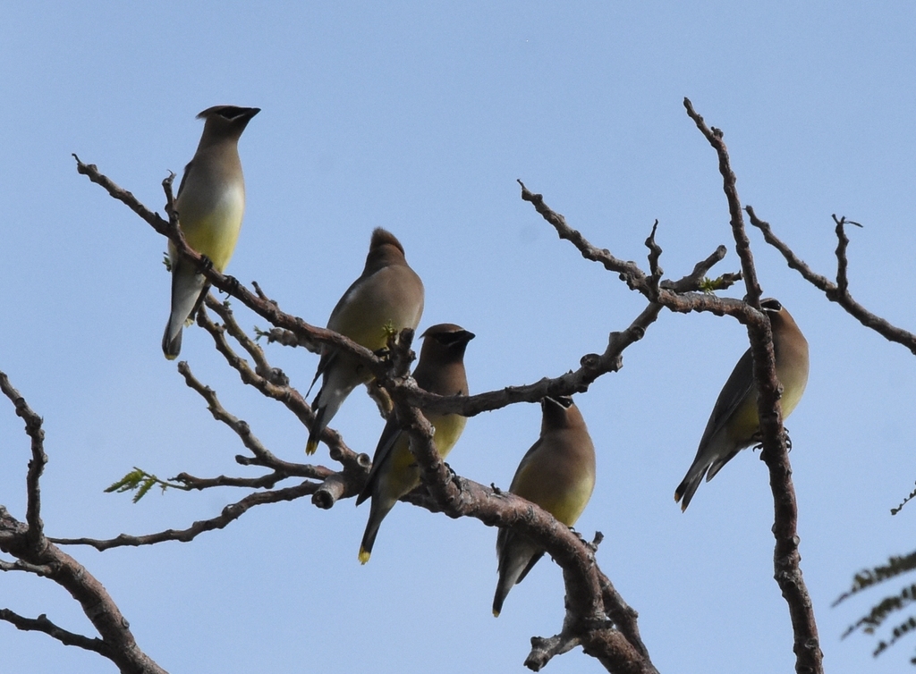 Cedar Waxwing from Fontainebleau, FL, USA on 01 April, 2018 at 09:04 AM ...