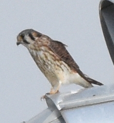 American Kestrel from Fontainebleau, FL, USA on April 01, 2018 at 09:42 ...