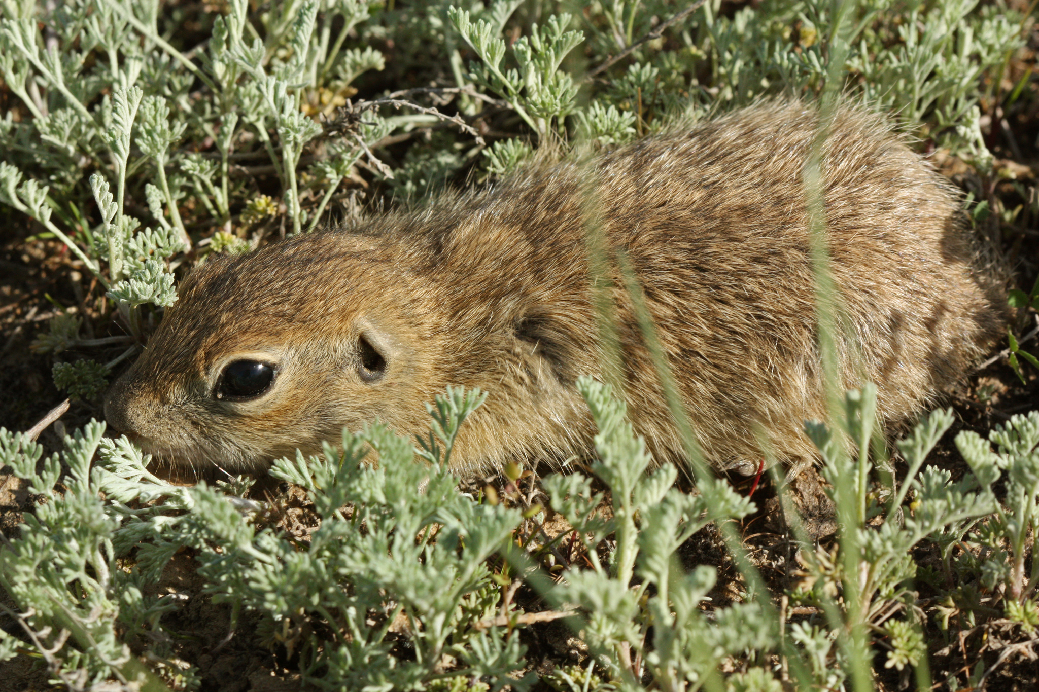 Spermophilus pygmaeus (Pallas, 1778)