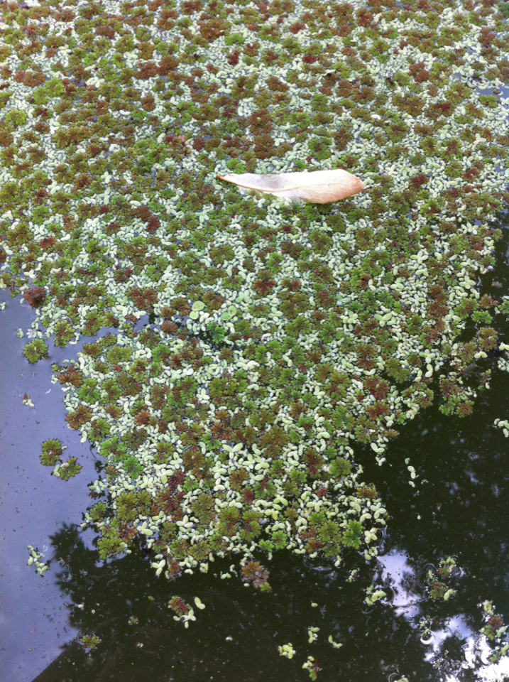 Mosquito Ferns from W Lake Dr, Brooklyn, New York, US on July 14, 2012 ...