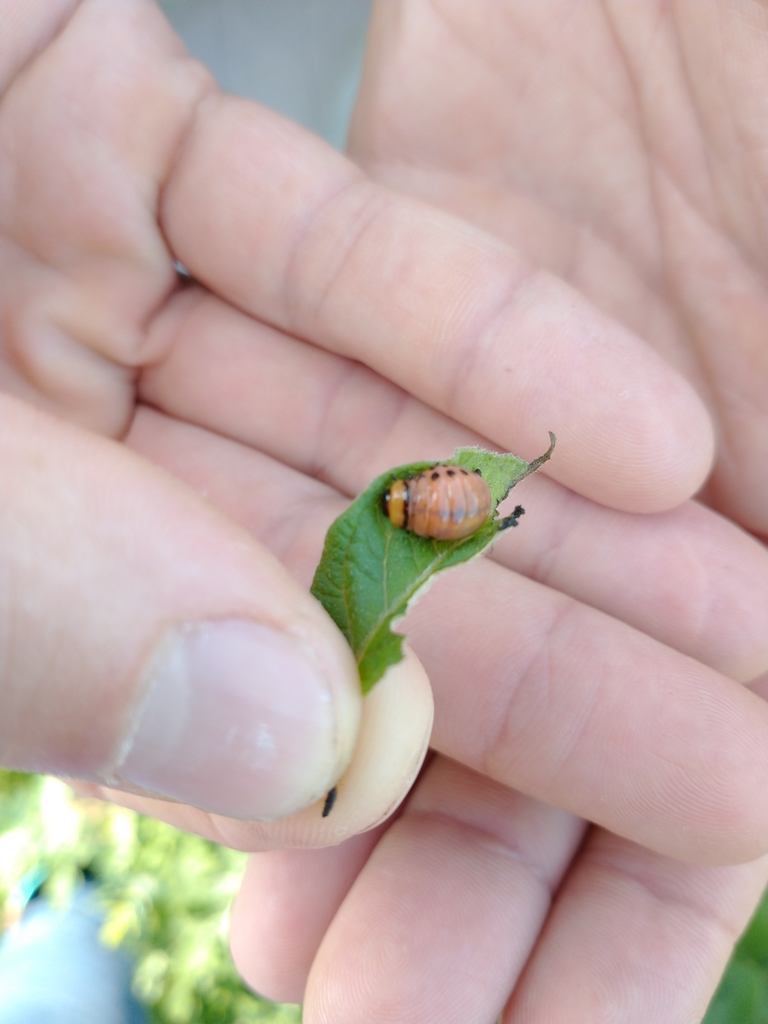 Doryphorina from Earlham, IA 50072, USA on July 29, 2021 at 09:30 AM by ...