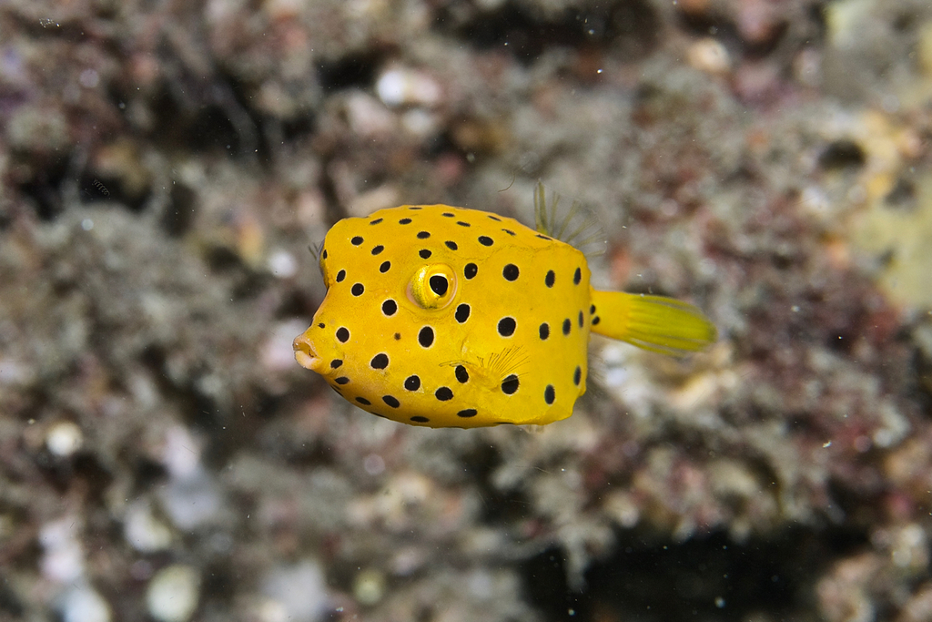 Yellow Boxfish (Ostracion cubicum) - Marine Life Identification