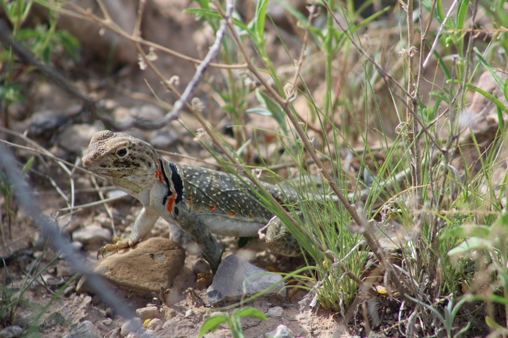 Eastern Collared Lizard from Anthony, NM, US on July 28, 2021 at 09:47 ...