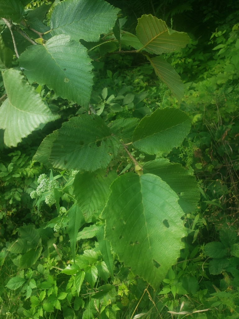 swamp alder from Haldimand-Norfolk, CA-ON, CA on July 28, 2021 at 10:15 ...