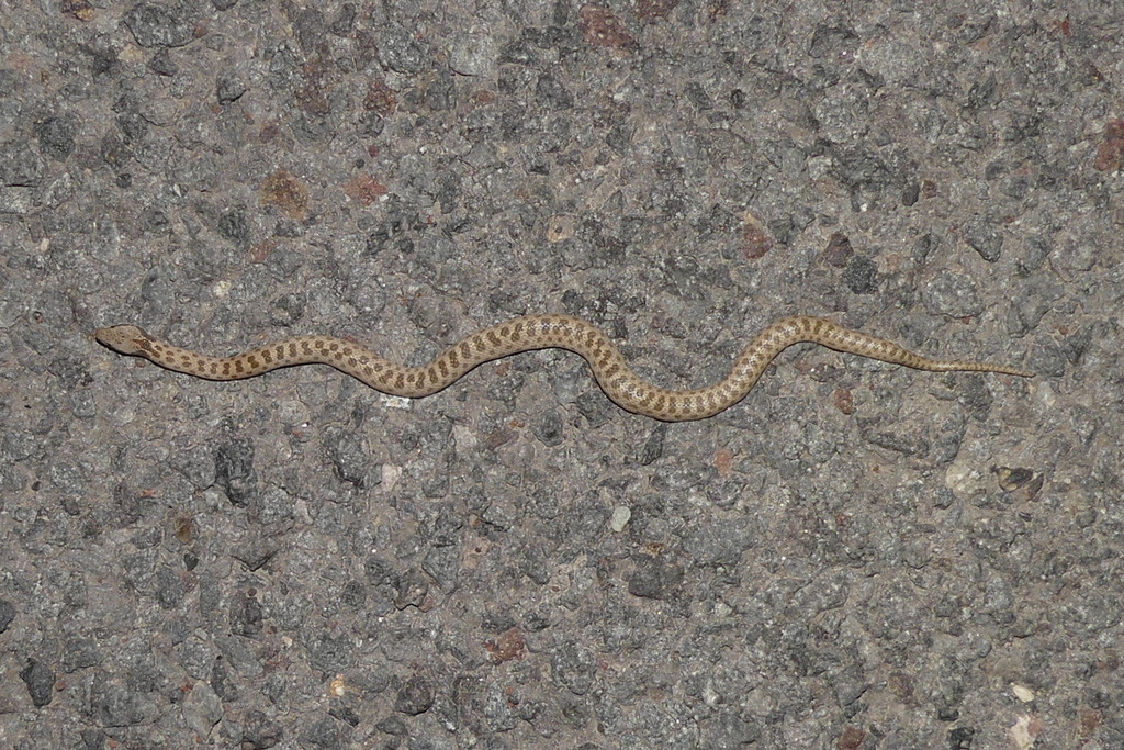 Desert Nightsnake in July 2021 by Jonathan Hakim · iNaturalist