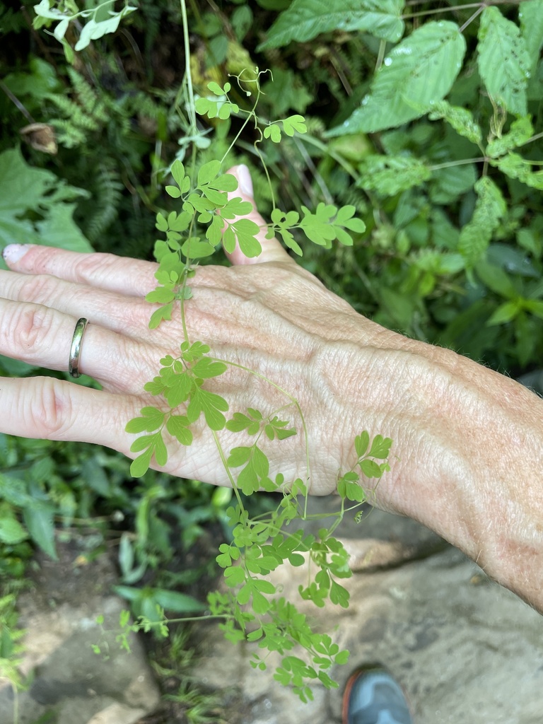 climbing fumitory in July 2021 by Brandon Wheeler · iNaturalist