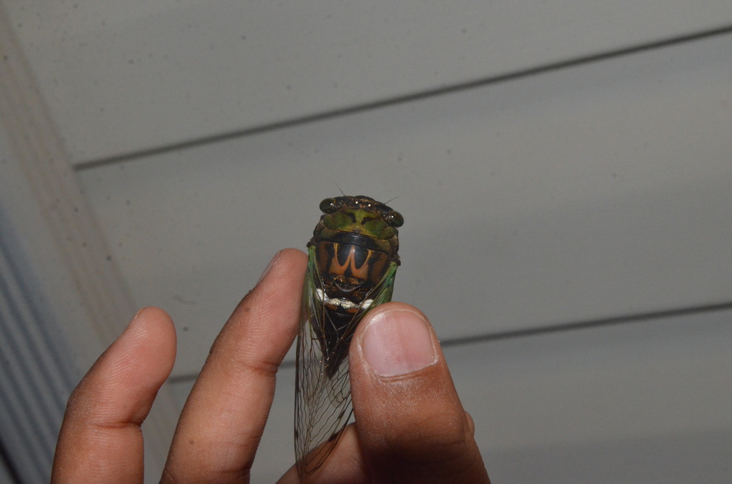 Swamp Cicada from 6365 Burnt Mountain Path, Columbia, MD 21045, USA on ...