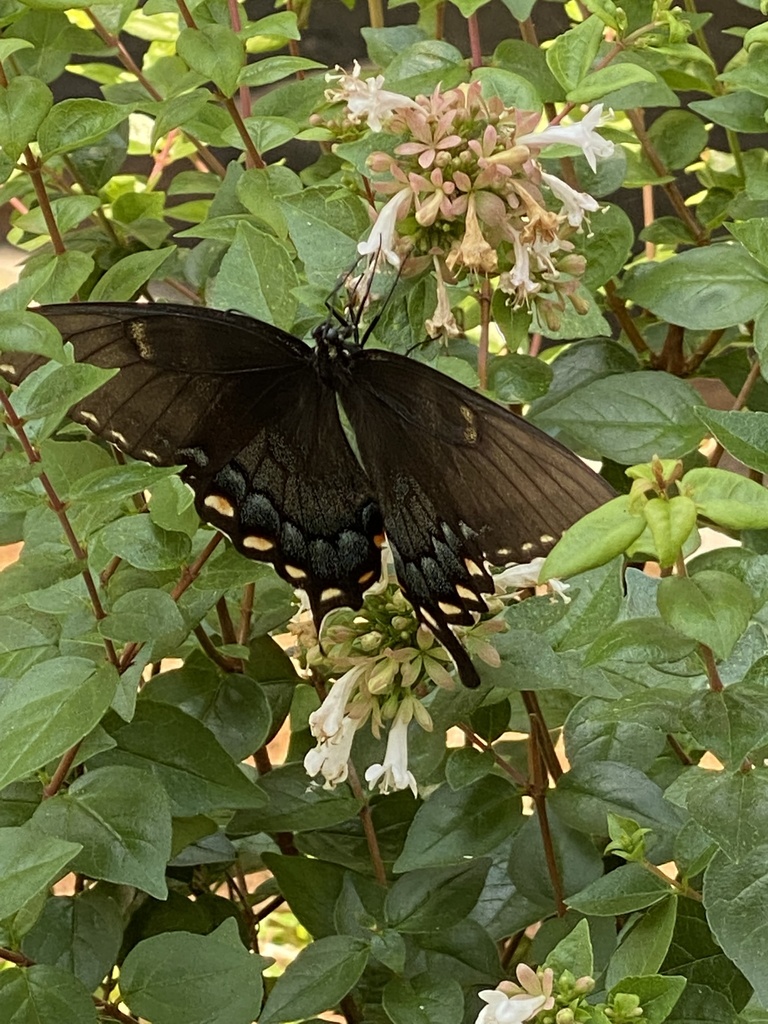 Eastern Tiger Swallowtail from Bicentennial Capitol Mall State Park ...