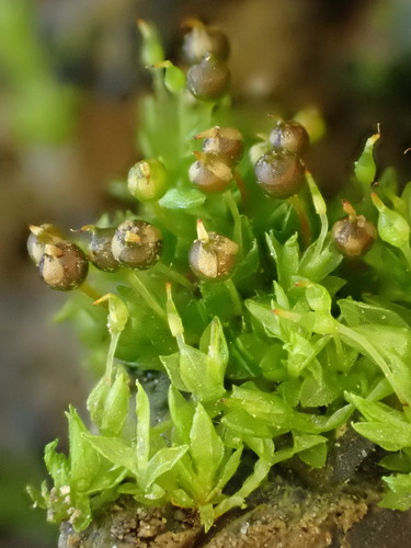 Physcomitrium sphaericum · iNaturalist Mexico