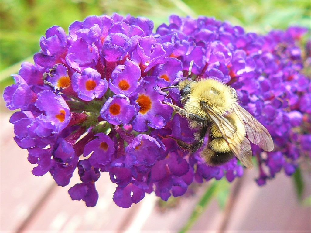 Half-black Bumble Bee from Pittsfield, ME 04967, USA on July 29, 2021 ...