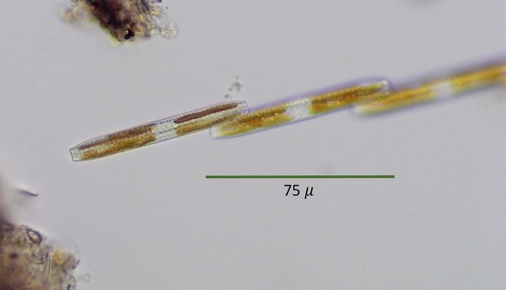 carpenter's rule diatom from Ledyard, CT, USA - Stoddard Hill State ...