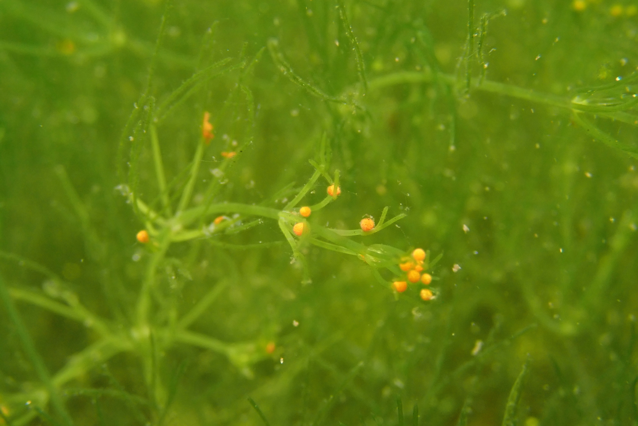 Nitella opaca (C.Agardh ex Bruzelius) C.Agardh