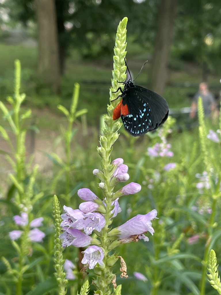 Atala from Central Park, New York, NY, US on July 25, 2021 at 05:10 PM ...