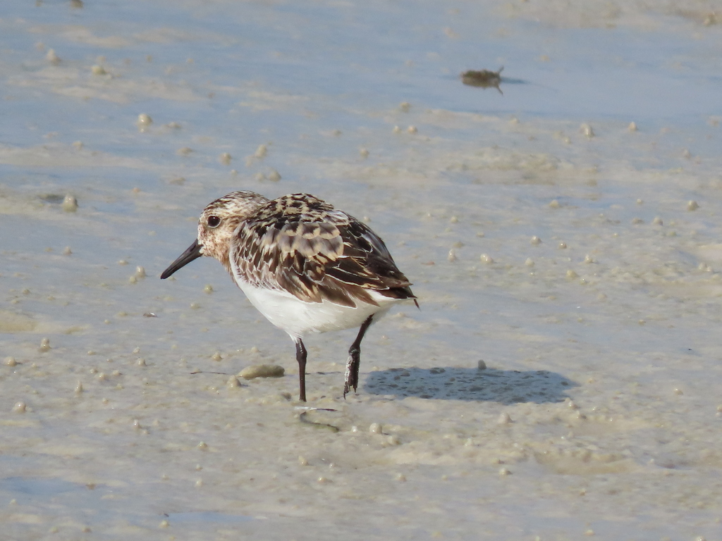 Sanderling from Bunche Beach, Florida 33908, USA on July 28, 2021 at 08 ...