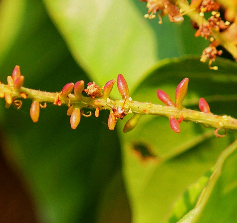 Terminalia chebula Retz.