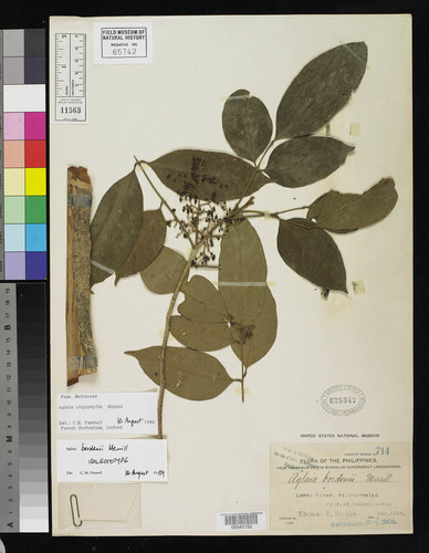 Aglaia oligophylla · iNaturalist