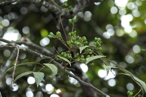 Guioa pubescens · iNaturalist United Kingdom