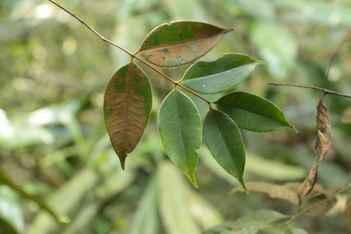 Memecylon floridum · iNaturalist