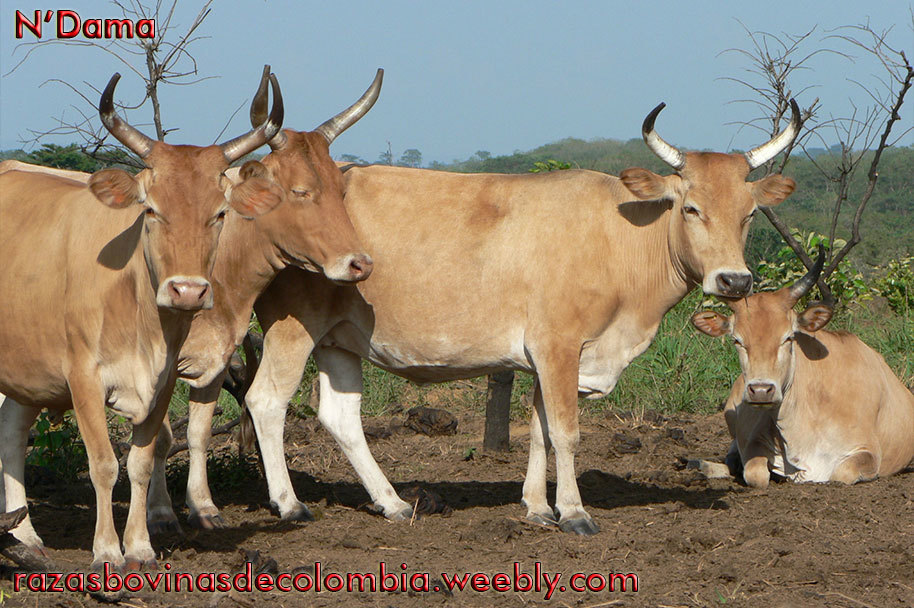 Taurine × Indicine Cattle (Bos indicus × taurus) - Know Your Mammals