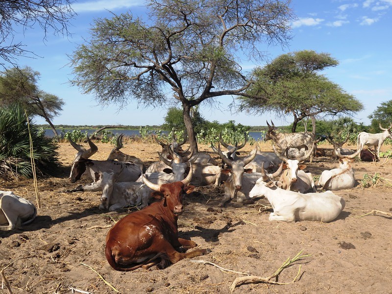 Taurine × Indicine Cattle (Bos indicus × taurus) - Know Your Mammals