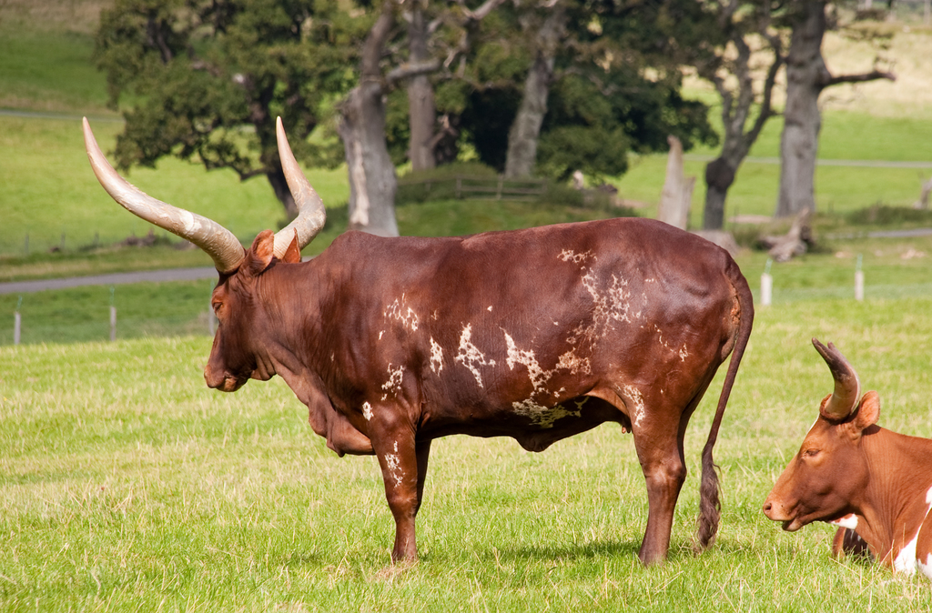 Taurine × Indicine Cattle (Bos indicus × taurus) - Know Your Mammals