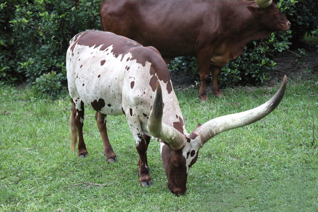 Taurine × Indicine Cattle (Bos indicus × taurus) - Know Your Mammals