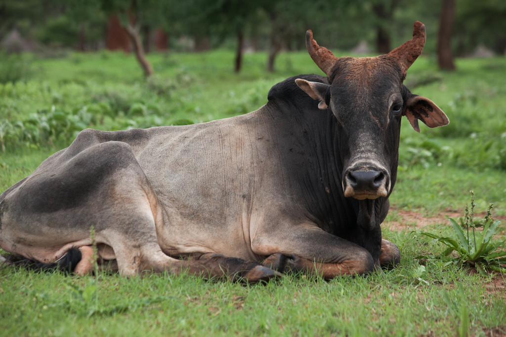 Taurine × Indicine Cattle (Bos indicus × taurus) - Know Your Mammals