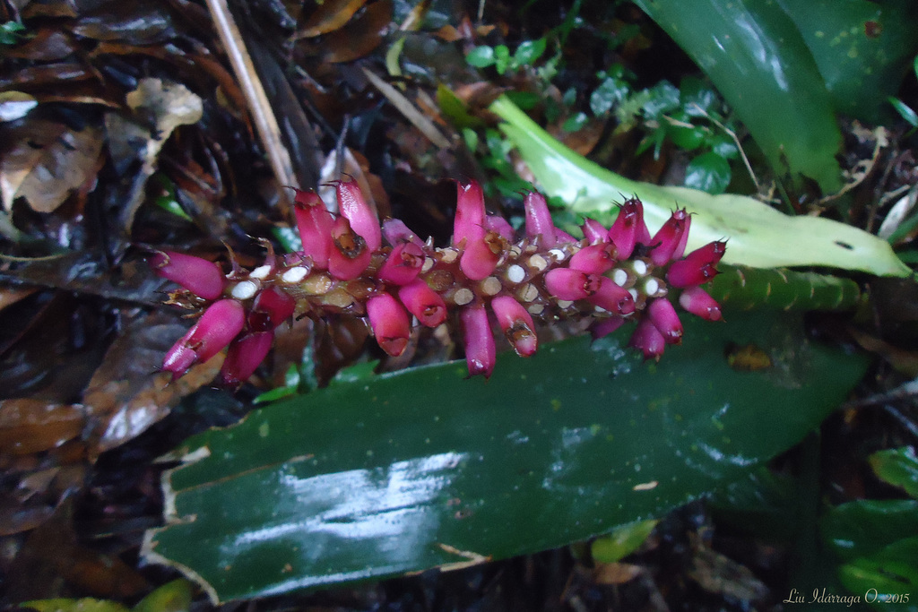 Aechmea cylindrata (Bromélias nativas de Santa Catarina, Brasil ...